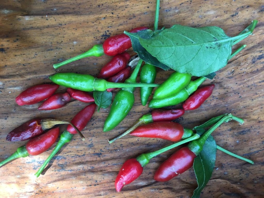 kanthari colours - kanthari